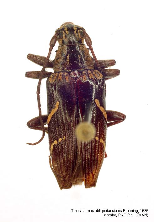 Papua Insects Foundation (Coleoptera/Cerambycidae/Lamiinae)